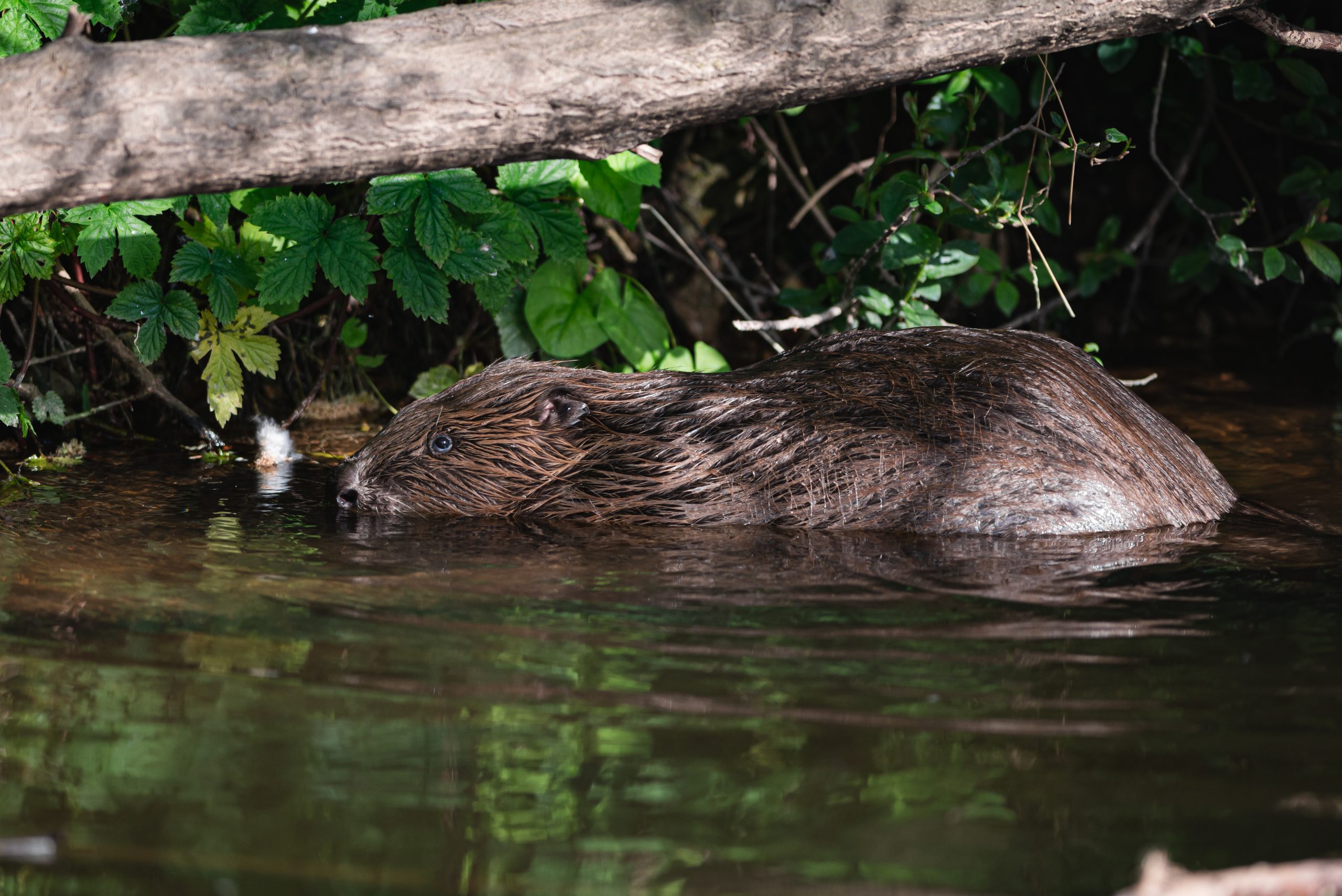 BEAVERS! - Wild Kernow