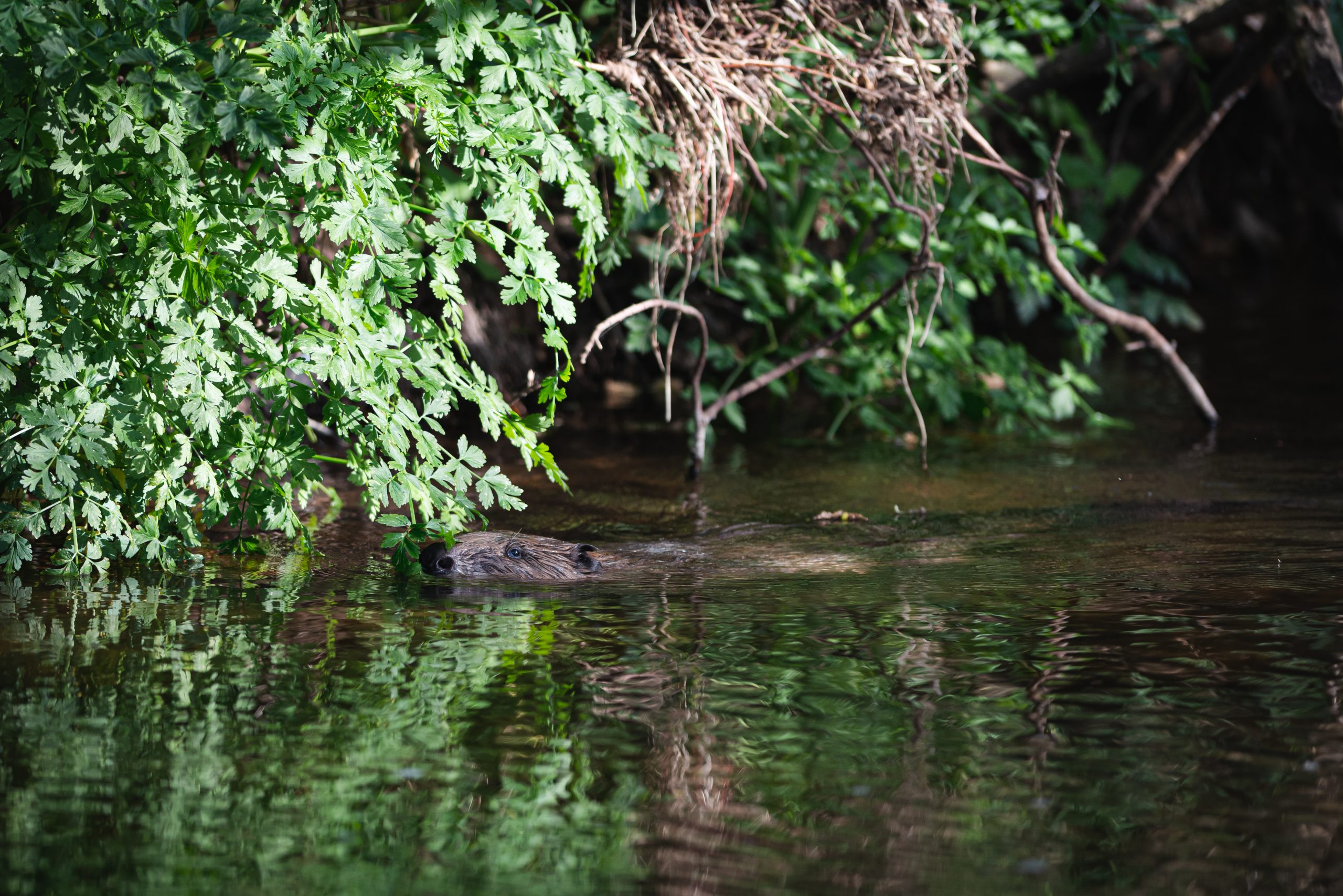 BEAVERS! - Wild Kernow