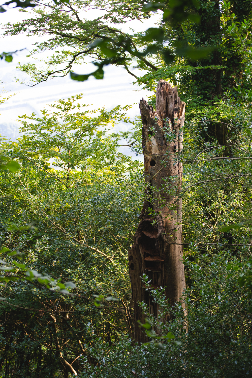 Cabilla Wood - Wild Kernow