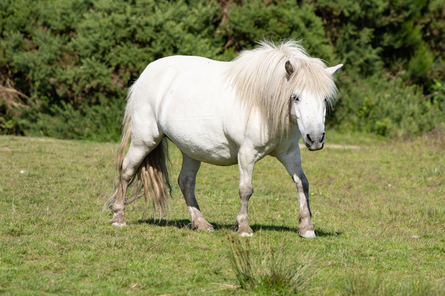 Goss Moor - Wild Kernow