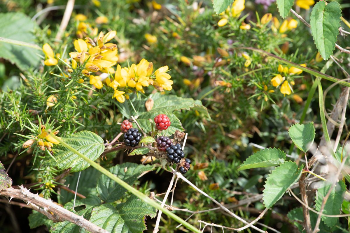Windmill Farm Nature Reserve - Wild Kernow