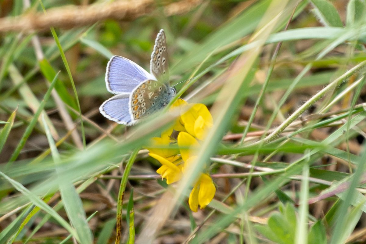 Windmill Farm Nature Reserve - Wild Kernow