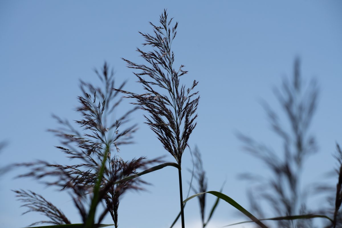 Windmill Farm Nature Reserve - Wild Kernow