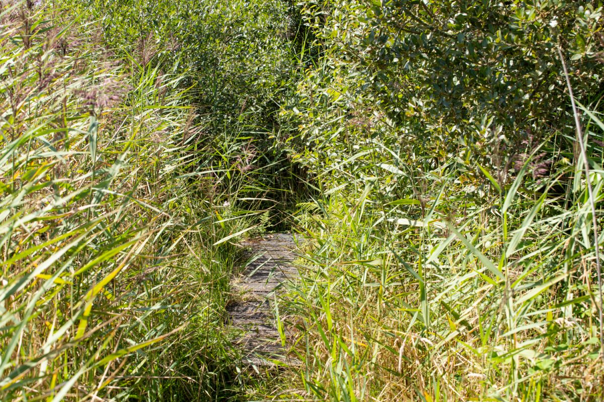 Windmill Farm Nature Reserve - Wild Kernow